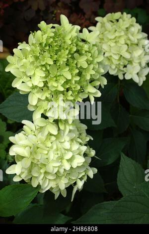 Hydrangea Paniculata "Skyfall Frenne Stock Photo - Alamy