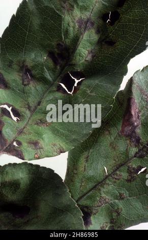 Apple scab Venturia inaequalis fungal culture on agar bio medium Stock ...