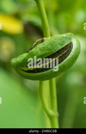 Calotropis gigantea is also known as the crown flower Stock Photo - Alamy
