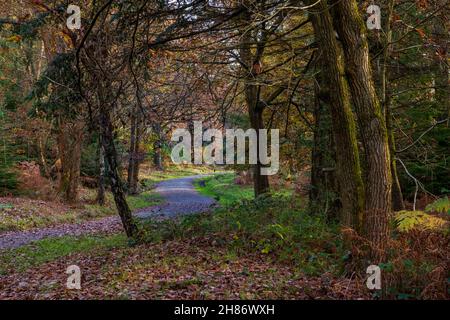 Autumn colour in the Wyre Forest near Kidderminster, Worcestershire ...