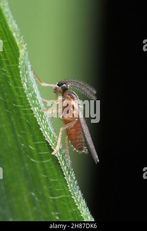 wheat blossom midge (Contarinia tritici ), atrophied grains Stock Photo ...