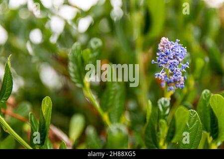 A closeup shot of Ceanothus impressus "Victoria" flowers blooming in ...