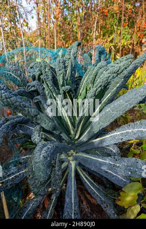 Tuscan palm cabbage in the garden Stock Photo - Alamy