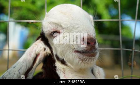 Newborn Indian Goat kid sitting in the green lawn. Cute white goat baby ...