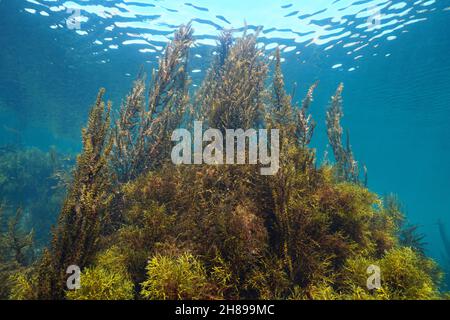 Brown algae Japanese wireweed, Sargassum muticum seaweed, underwater in ...