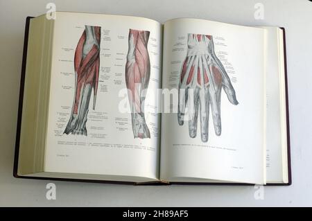 human biology book. muscles of the arm and hamd, human body muscles ...