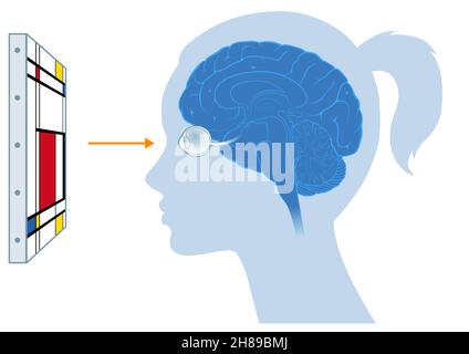 Brain vision chart Stock Photo - Alamy
