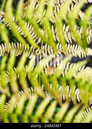 Warm light at sunset on fern fronds, Ambleside, Cumbria, UK Stock Photo ...