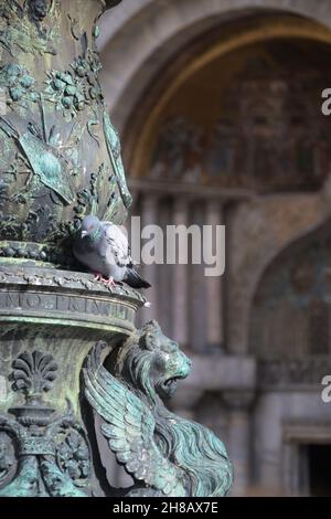 a pigeon on a bronze column at San Marco square Stock Photo - Alamy