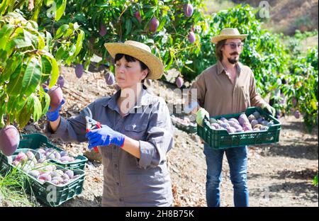 Farm owner picks ripe mango in the orchard Stock Photo - Alamy
