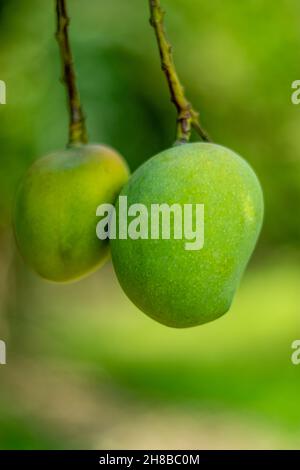 closeup the sliced green yellow mango with milk cake sweet green j ...