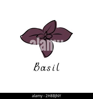 Basil leaves icon in flat color style. Food cooking ingredient aromatic ...