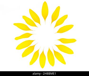 Edge of yellow sunflower petals isolated on a white background Stock ...