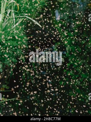 Cloud of flying insects Stock Photo - Alamy