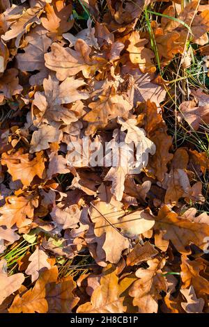 Top view of acorns on the ground Stock Photo - Alamy