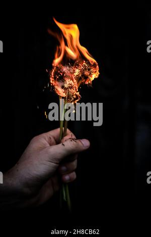 A vertical shot of a burning dandelion on fire with flames isolated on ...