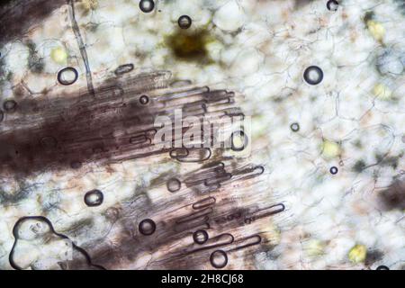 A ginger root under the light microscope with a magnification of 100 ...
