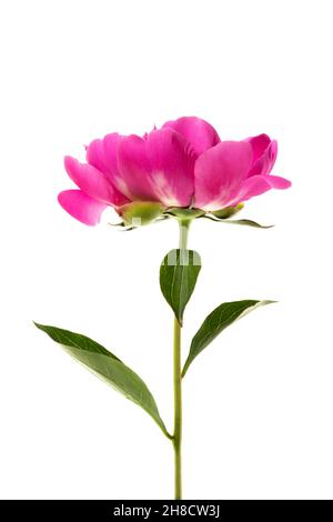 Beautiful peony rose on light blue background. Women's History Month ...