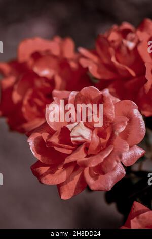 Vertical shot of beautiful garden roses Stock Photo - Alamy