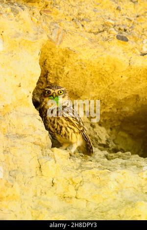 Athene noctua - The little owl or little owl is a strigiform bird of ...