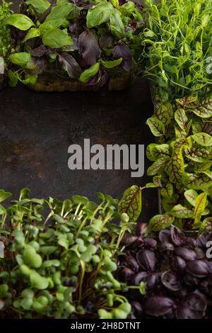 Set of boxes with microgreen sprouts of purple and green basil ...