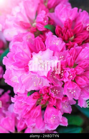 azalea rhododendron flower in full bloom close-up beautiful delicate ...