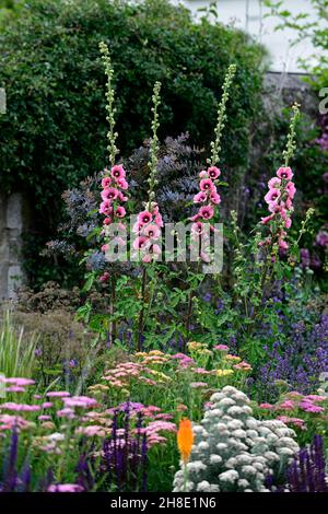mixed bed,border,perennials,Alcea rosea Halo cerise,Hollyhock Halo ...