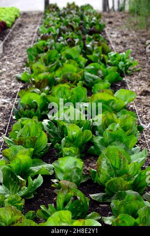 chicory,common chicory,Cichorium intybus,lettuce,lettuces,chard,cjhards ...