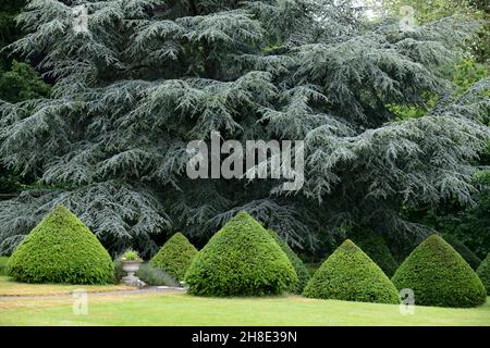 Clipped yew cones,yew topiary,blew fir tree,evergreen,evergreens,formal ...