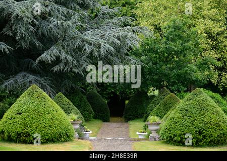 Clipped yew cones,yew topiary,blew fir tree,evergreen,evergreens,formal ...