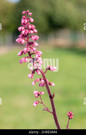 Close up of a Jill of the rocks (heuchera maxima) flower in bloom Stock ...