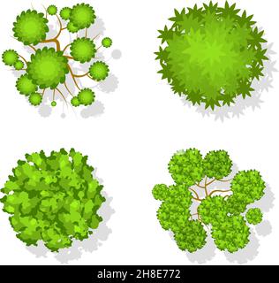 Top view tree. Planting green trees, park map vegetation and tropical ...