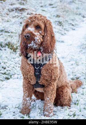 Cockapoo dog face covered in snow during a walk in countryside Stock ...
