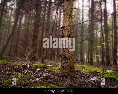 Abnormal creepy dark landscape with autumn foliage. Divine dense dark ...