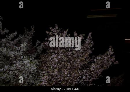Blooming tree at a wonderful night Stock Photo - Alamy