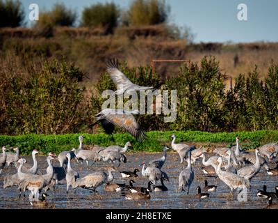 Sandhill Crane in Woodbridge Ecological Reserve, California Stock Photo ...