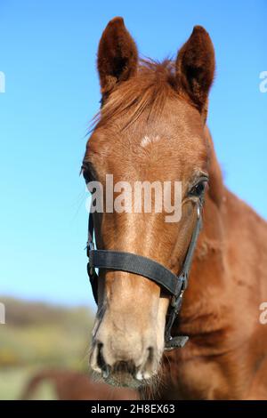 Playful foal in action on summer meadow at rural animal farm summertime ...