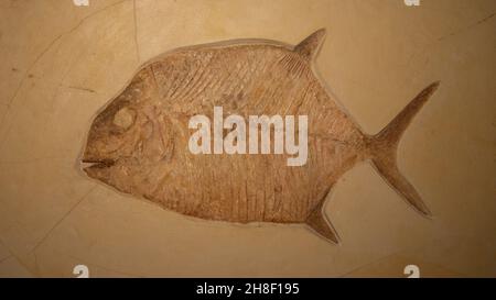 Fossil fish Gyrodus sp. of Jurassic age from Solnhofen Limestone in ...