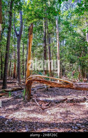 View of Tornado Damage Site in Alabama. Alabama Severe Storms ...