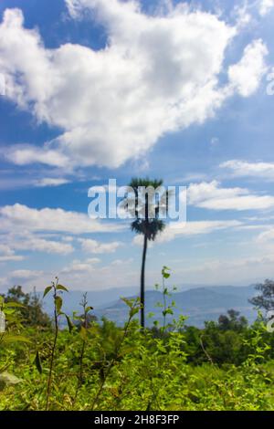Vertical shot of a coconut tree standing alone. Karla, Maharashtra ...