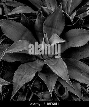 Greyscale closeup shot of a cactus flower on a blurred background Stock ...
