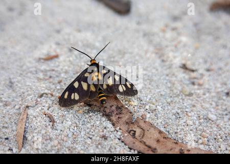Tiger moth, White Antenna Wasp Moth (Amata nigriceps) on a window with ...
