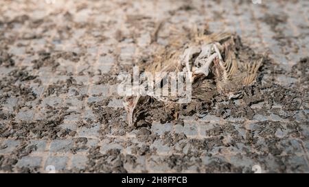Dry carcass of dead common pigeon on a stone floor. Closeup dove ...