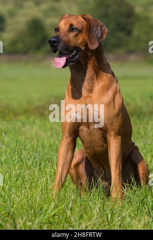 adult Rhodesian Ridgeback Stock Photo - Alamy