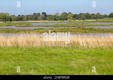 Wetland habitat grassland scrape for birds at RSPB Hollesley Marshes ...