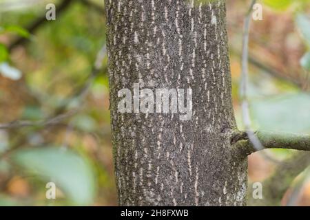 Alder Buckthorn, Common Buckthorn, bark, rind, Gewöhnlicher Faulbaum ...