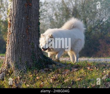 Daylight shot of a Samoyed dog standing next to a tree Stock Photo - Alamy
