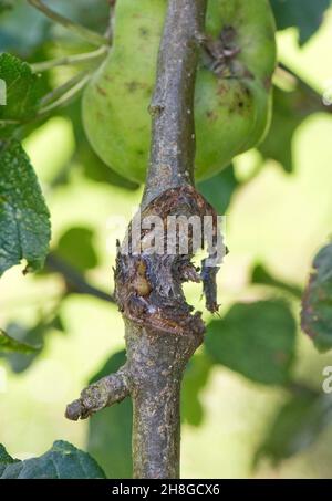 Apple canker (Neonectria ditissima) lesion in a branch of an old ...