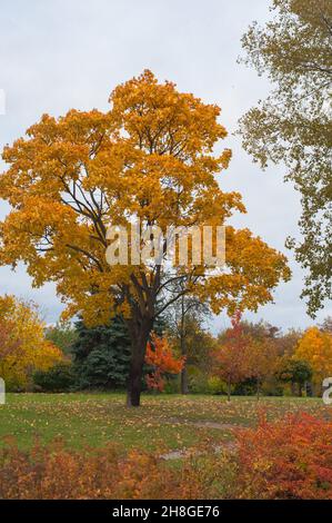 Maple tree with yellowed and green autumn leaves against a blue sky ...