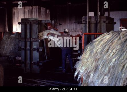 Uxmal, Mexico. 12/28/1985. Henequen process used for binding material ...